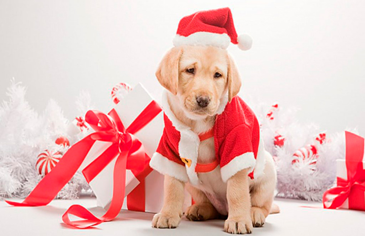 Картинки новогодней собаки к 2018 году (33 фото) 🔥 BipBap.ru