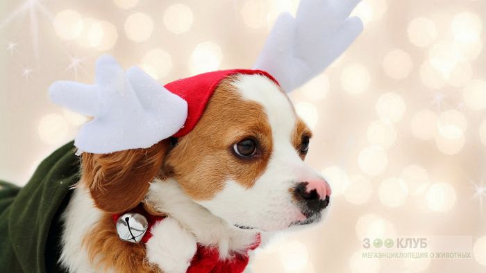 Картинки новогодней собаки к 2018 году (33 фото) 🔥 BipBap.ru