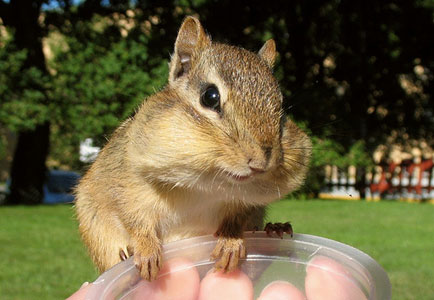 Фото животного бурундука (62 фото) 🔥 BipBap.ru