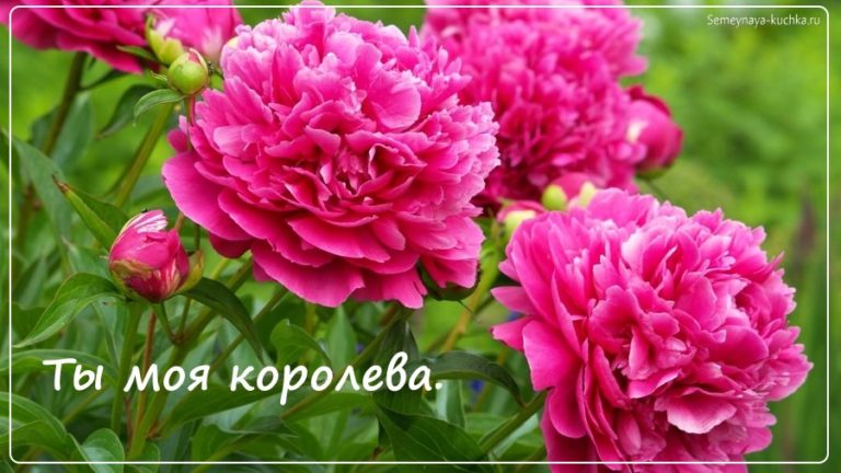 Самые красивые картинки цветы для любимой девушки (100 фото) 🔥 BipBap.ru