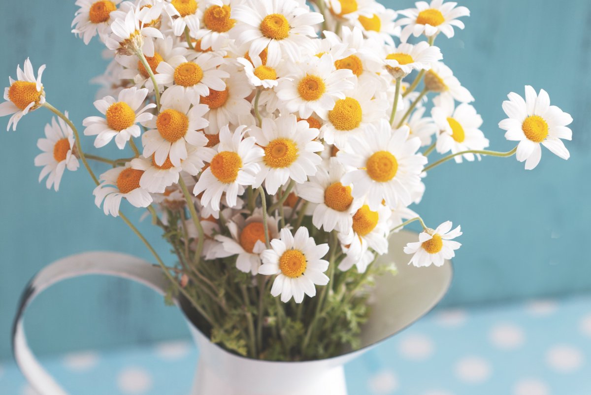 Самые красивые ромашки (100 фото) 🔥 BipBap.ru