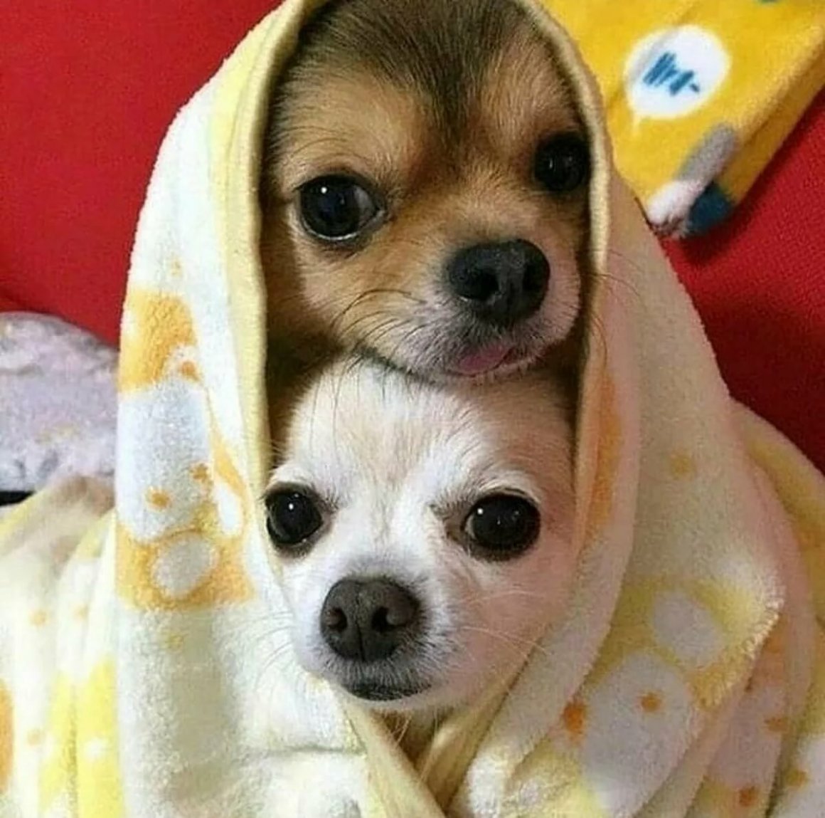 Самые красивые и милые собаки в мире (100 фото) 🔥 BipBap.ru