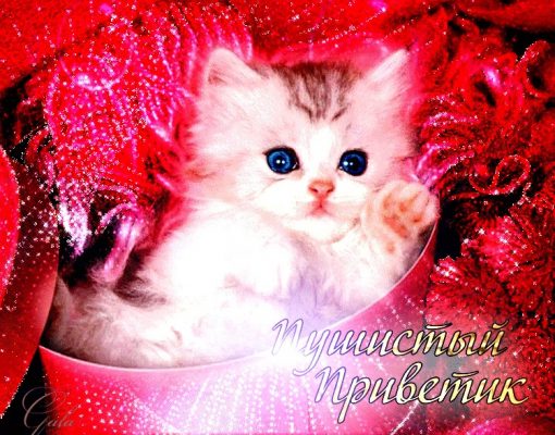 Красивые открытки с надписью-Привет, приветик (200 картинок) 🔥 BipBap.ru