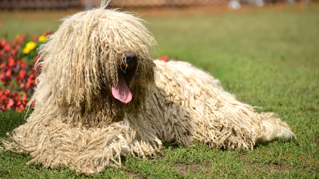 Самые красивые большие собаки (50 фото) 🔥 Прикольные картинки и юмор