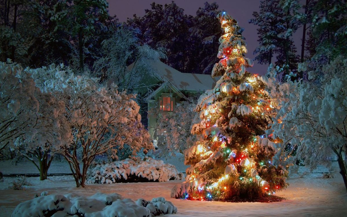 Самые красивые елки (100 фото) 🔥 BipBap.ru