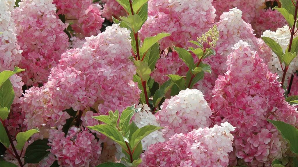 Самые красивые гортензии для Подмосковья (100 фото) 🔥 Прикольные ...